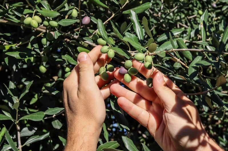 Sorrento: Guided Olive Mill Visit with Tastings - An Authentic Sorrento Olive Oil Experience