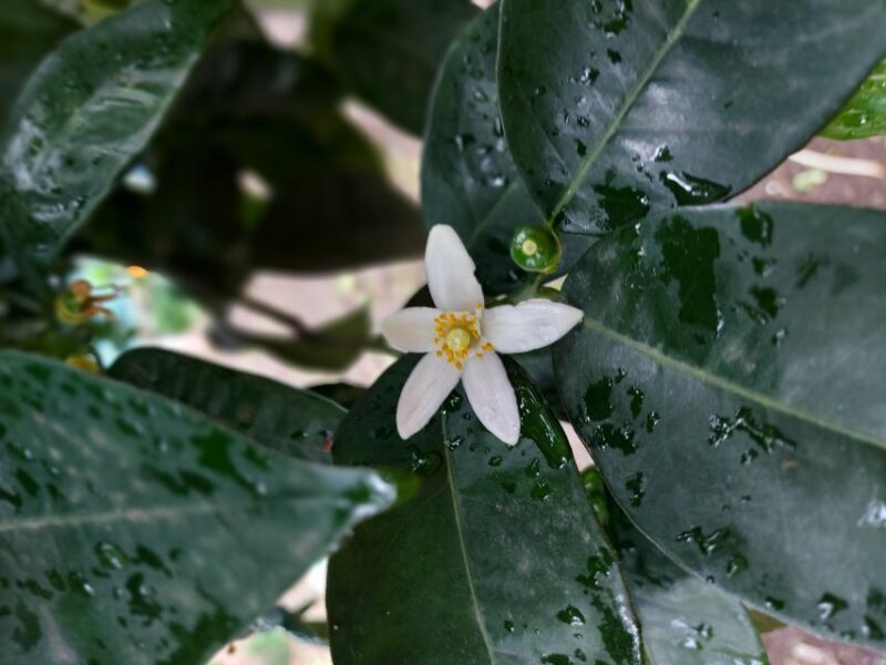 Sorrento: Lemon Garden Tour with Marmalade Tasting - What to Expect: A Closer Look
