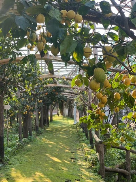 Sorrento: Lemon Garden Tour with Marmalade Tasting - How Does This Tour Compare in Value?