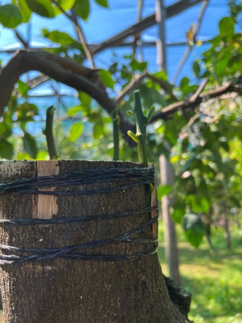 Sorrento: Lemon Garden Tour with Marmalade Tasting - Why This Tour Works for Travelers