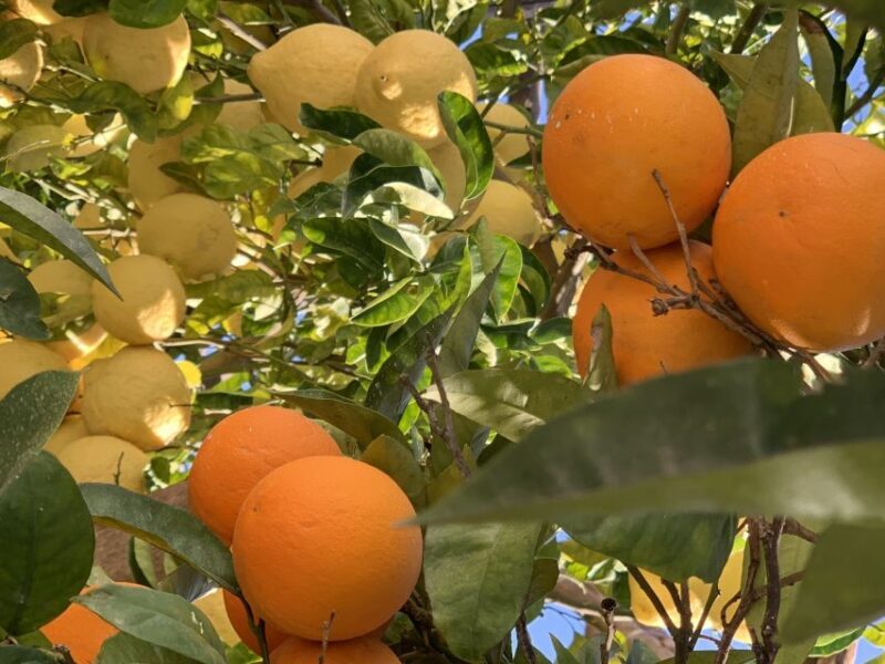 Sorrento: Lemon Garden Tour with Marmalade Tasting - Practical Tips for Visitors