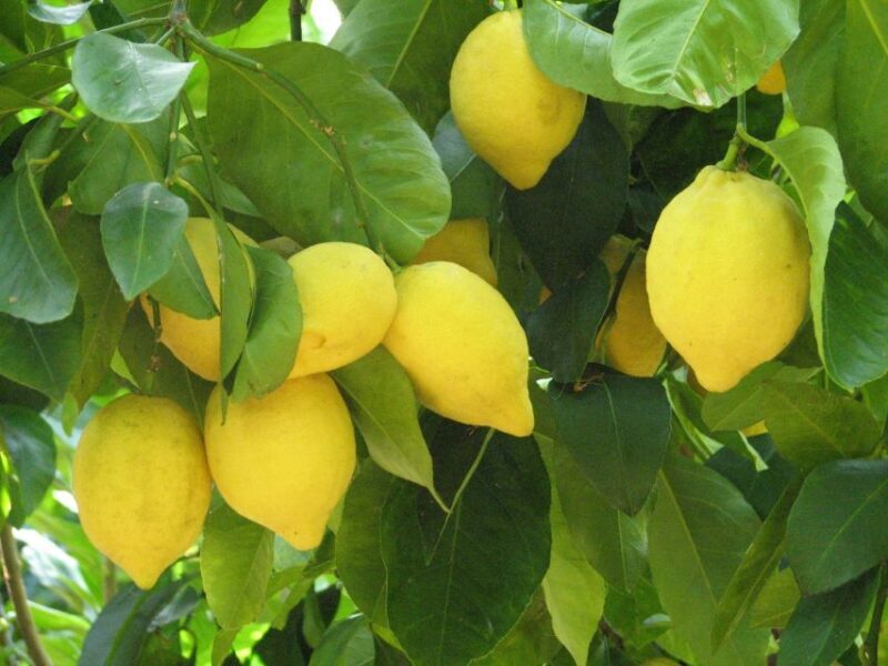 Sorrento: Lemon, Olive Oil and Wine Tasting Tour with Lunch - An In-Depth Look at the Experience