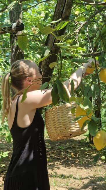 Sorrento: Lemon Picking & Tasting Tour - Sorrento: Lemon Picking & Tasting Tour – A Refreshing Taste of Italy