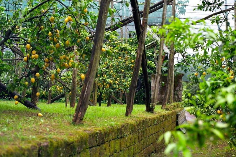 Sorrento: Lemon Picking & Tasting Tour - What Sets This Tour Apart