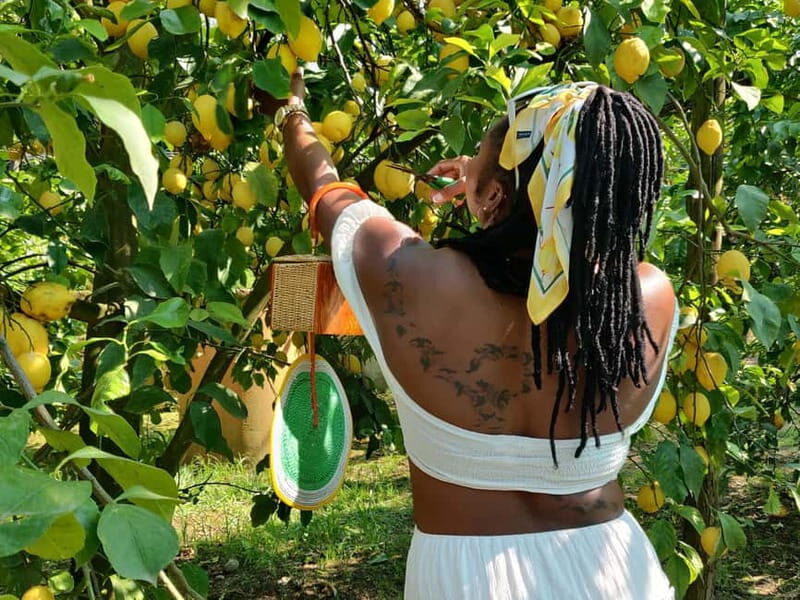 Sorrento: Lemon Picking & Tasting Tour - How the Experience Feels in Practice