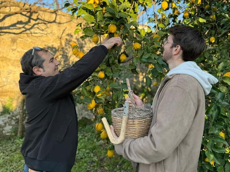 Sorrento: Lemon Picking & Tasting Tour - The Sum Up