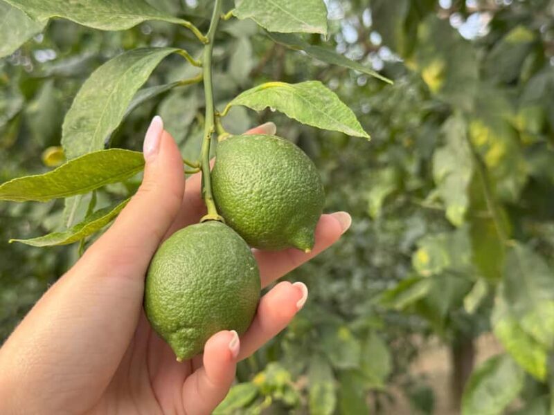 Sorrento: Lemon Tour & Limoncello Spritz Workshop - Key Points