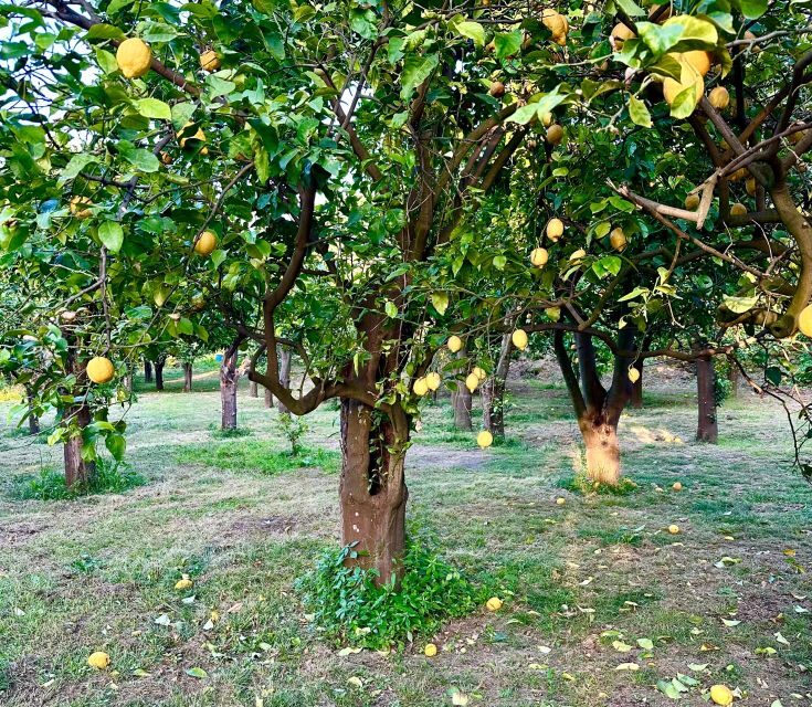 Sorrento Lemon Tour - Who Will Love This Experience?