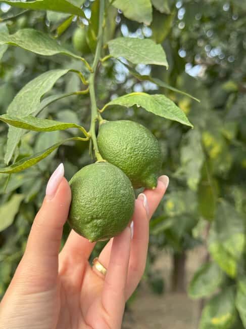 Sorrento: Lemon Tour with Limoncello Tasting - A Deep Dive into the Lemon Experience