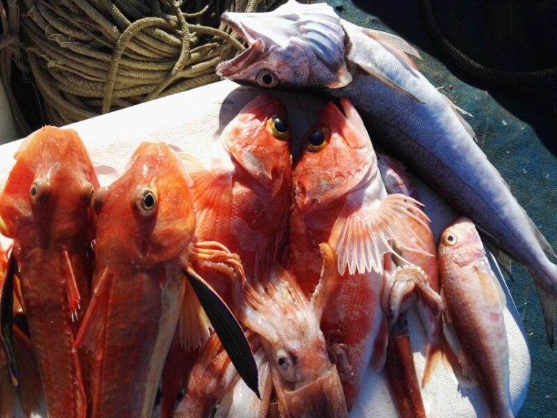 Sorrento: Sea-Fishing Tour with Lunch Onboard - FAQ