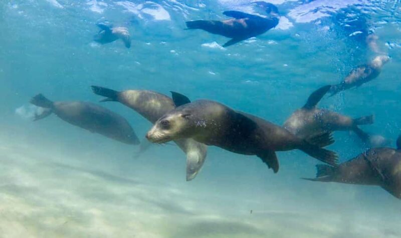 Sorrento: Seal and Sea Dragons 2-Hour Snorkel Experience - What’s Included and What to Bring