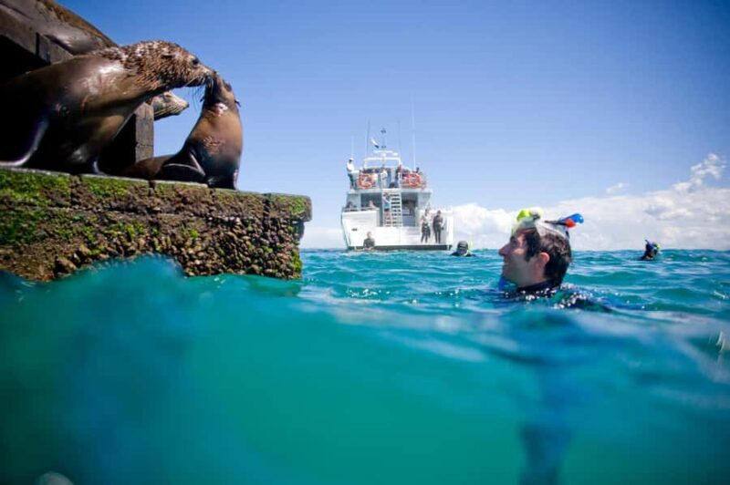 Sorrento: Seal and Sea Dragons 2-Hour Snorkel Experience - The Experience: What You Can Expect