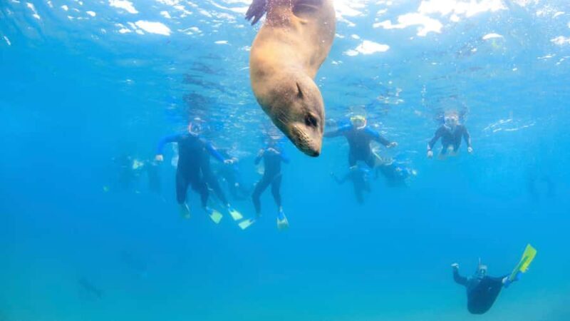 Sorrento: Seal and Sea Dragons 2-Hour Snorkel Experience - Pricing and Value
