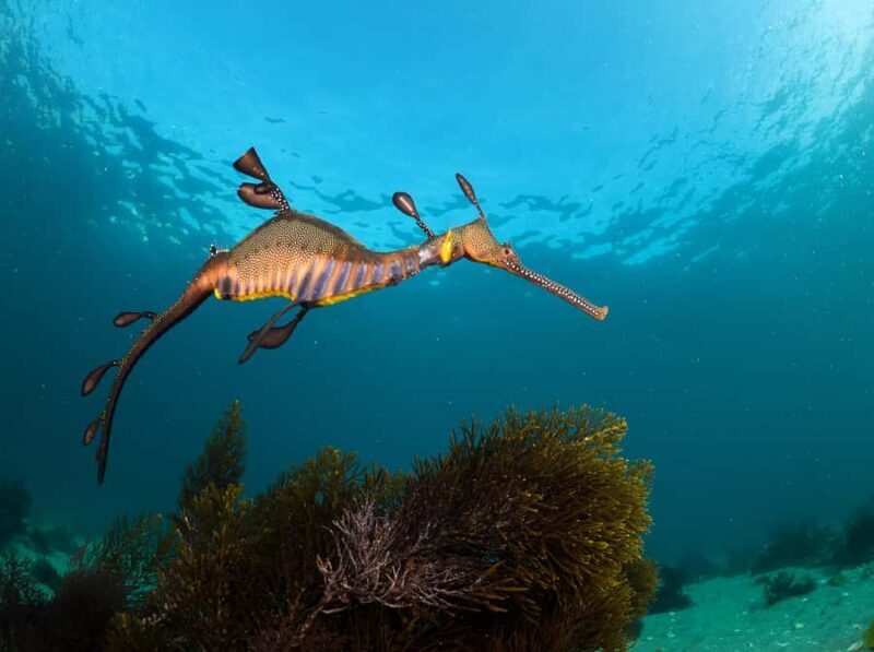 Sorrento: Seal and Sea Dragons 2-Hour Snorkel Experience - Authentic Insights from Travelers