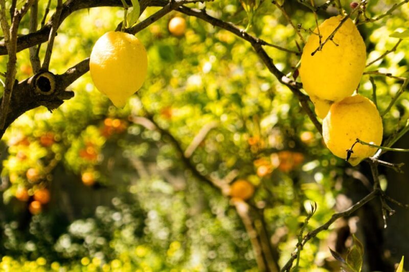 SORRENTO: Sunset Limoncello Making After-Dinner Experience - Who Will Love This Experience?