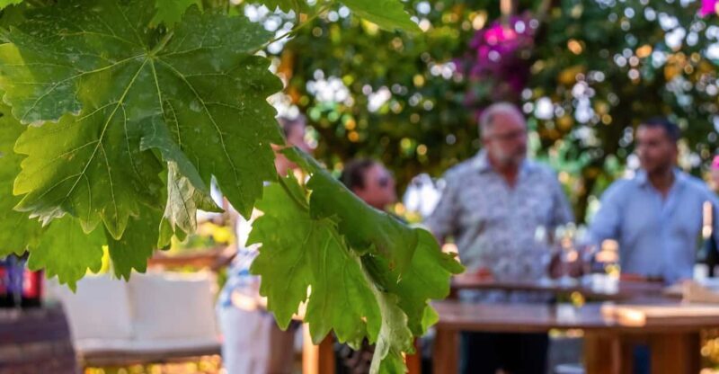 Sorrento: Wine Tasting Overlooking the Sea in a Lemon Grove - Authenticity and Value