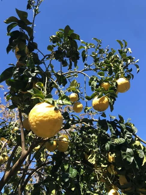 Sorrento:Garden tour of Lemons and Oranges tree - An In-Depth Look at the Garden Tour of Lemons and Oranges Trees