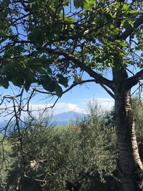 Sorrento:Garden tour of Lemons and Oranges tree - Who Should Consider This Tour?