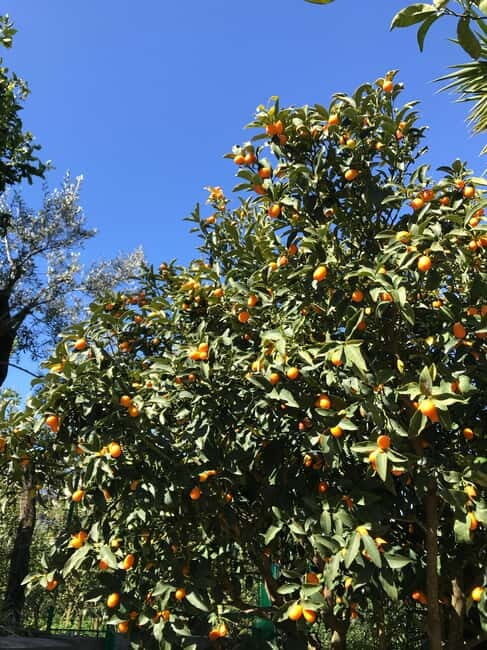 Sorrento:Garden tour of Lemons and Oranges tree - The Sum Up