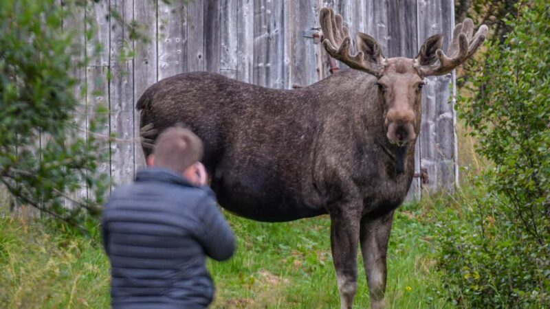 Sortland: Guided Arctic Moose Safari by Car - Value and Practical Insights