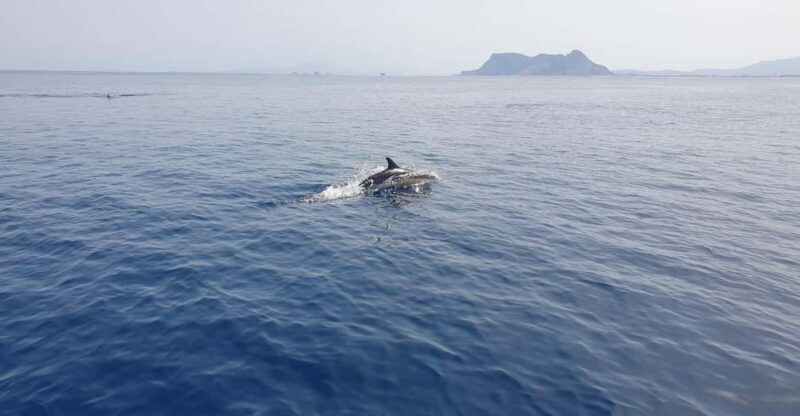 Sotogrande: Dolphin watching experience with expert crew - Frequently Asked Questions (FAQs)