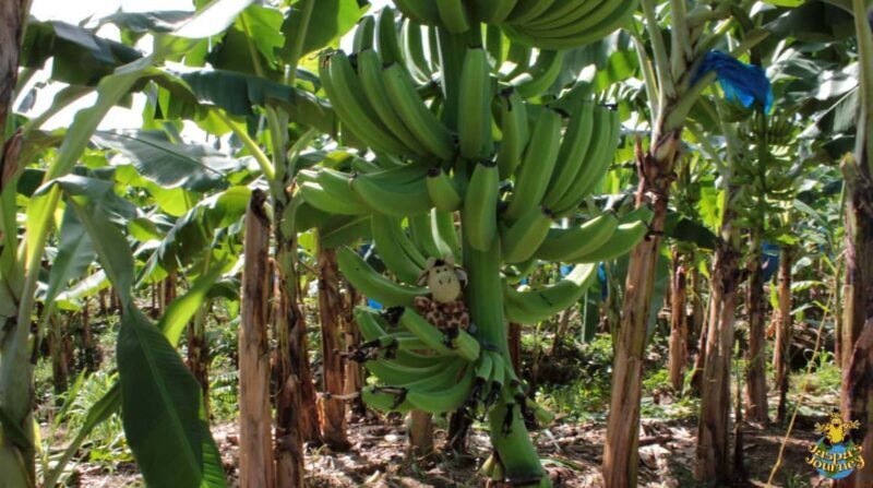 Soufriere Private Day Tour - The Value of a Private, Custom Tour