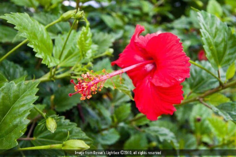 Soufriere Tour & Snorkeling Experience - Summary: Who Will Love This Tour?