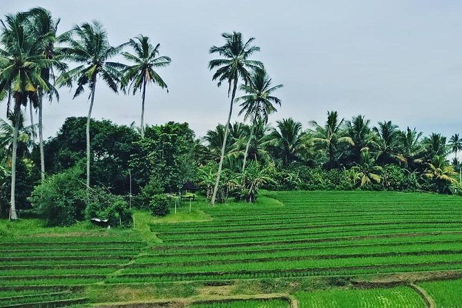 South Bali Uluwatu and Tanah Lot Temple Tour - Analyzing the Tour: What to Expect and Why It Matters