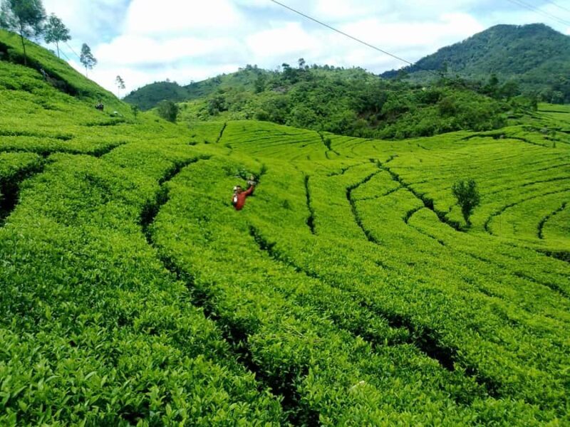 SOUTH BANDUNG CUSTOMIZED TOUR : CIWIDEY/PENGALENGAN - The Sum Up: The Best Bang for Your Buck in South Bandung