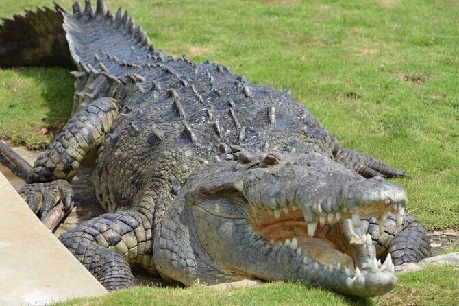 South Coast Cultural Tour History and Nature - Final Thoughts: Is It Worth It?