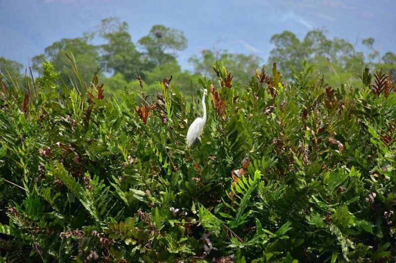 South Coast: Pelican Bar & Black River Safari Experience - Cost and Value