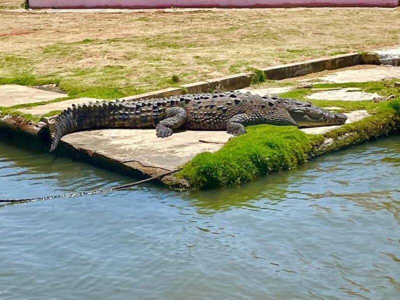South Coast: Pelican Bar & Black River Safari Experience - Authentic Experiences and Traveler Feedback