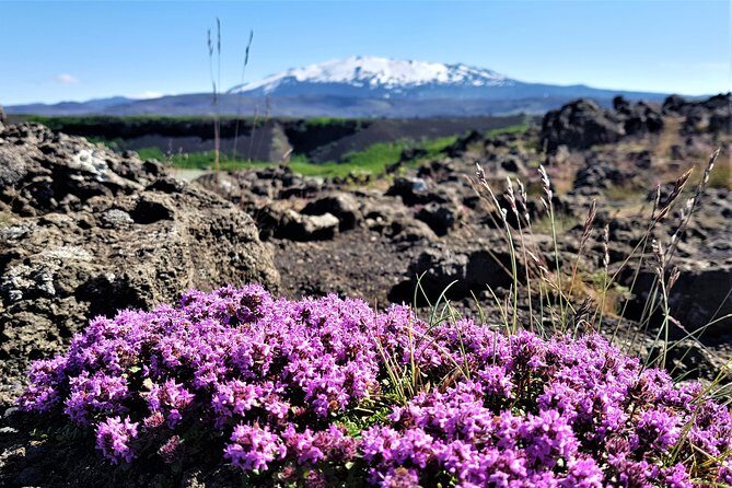 South Coast Private Day Tour - up to 9 passengers - Final Thoughts: Is This Tour for You?
