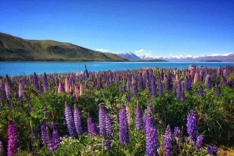 South Island Highlights: 9-Day New Zealand Adventure - Key Points