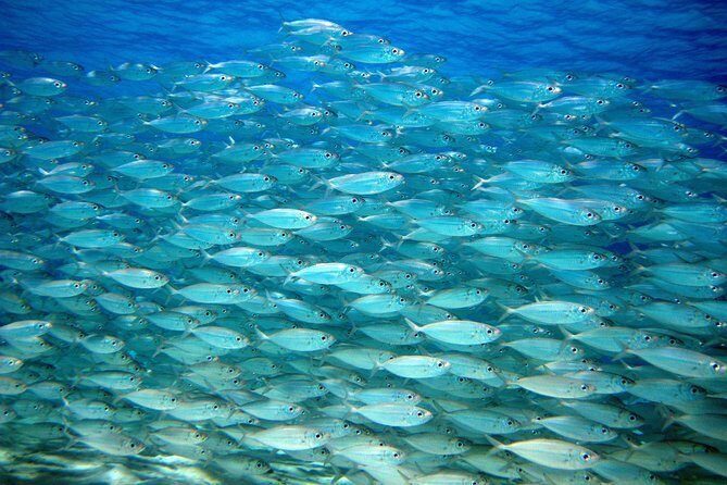 South island tour and Snorkel combo - Who Will Love This Tour?