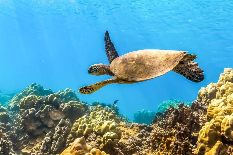 South Maui: Eco Friendly Molokini and Turtle Town Tour - South Maui: Eco Friendly Molokini and Turtle Town Tour — An In-Depth Review