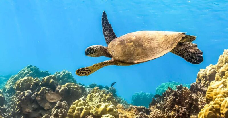 South Maui: Eco Friendly Molokini and Turtle Town Tour - The Itinerary: What You Can Expect