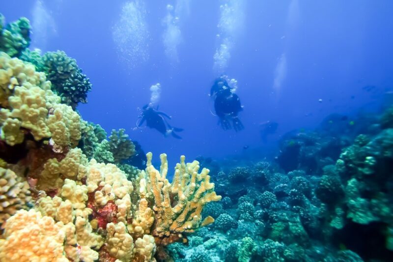 South Maui: Eco Friendly Molokini and Turtle Town Tour - What Makes This Tour Special?