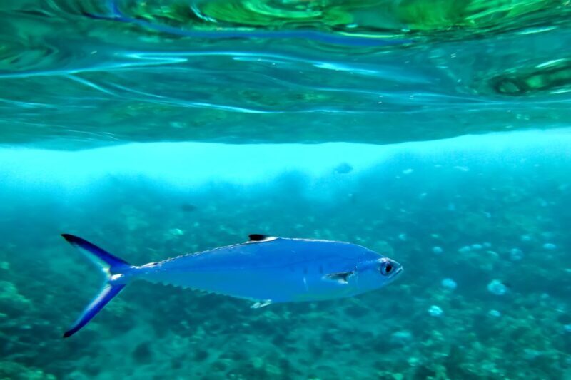 South Maui: Eco Friendly Molokini and Turtle Town Tour - The Real Story from Reviews