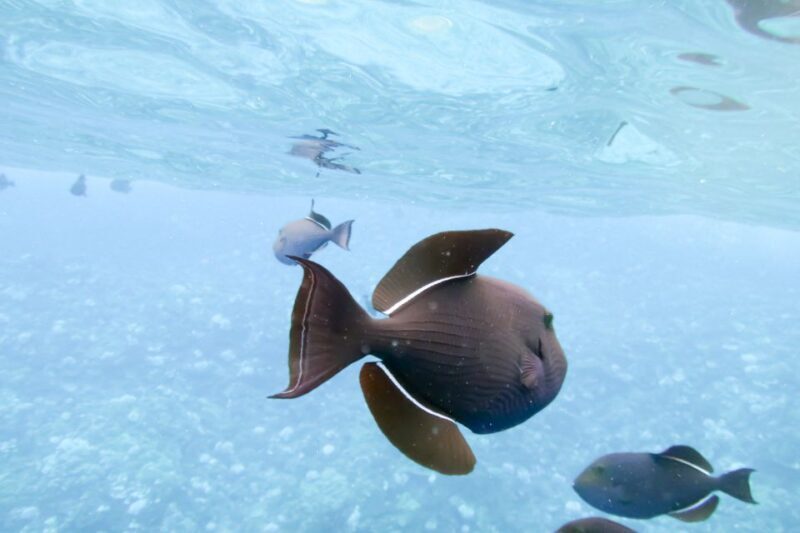 South Maui: Eco Friendly Molokini and Turtle Town Tour - FAQ