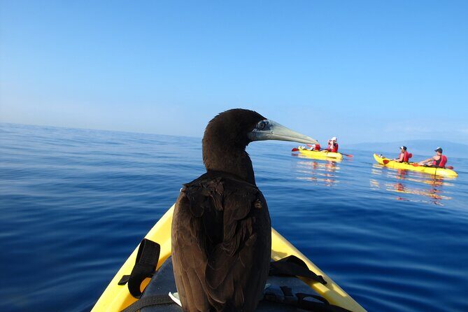South Maui Kayak and Snorkel Tour with Turtles - Practical Details & Tips
