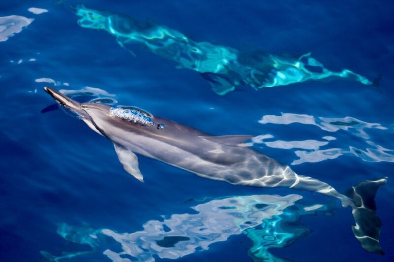 South Maui: Lanai Snorkel & Dolphin Watch from Maalaea - The Reviews Speak Volumes