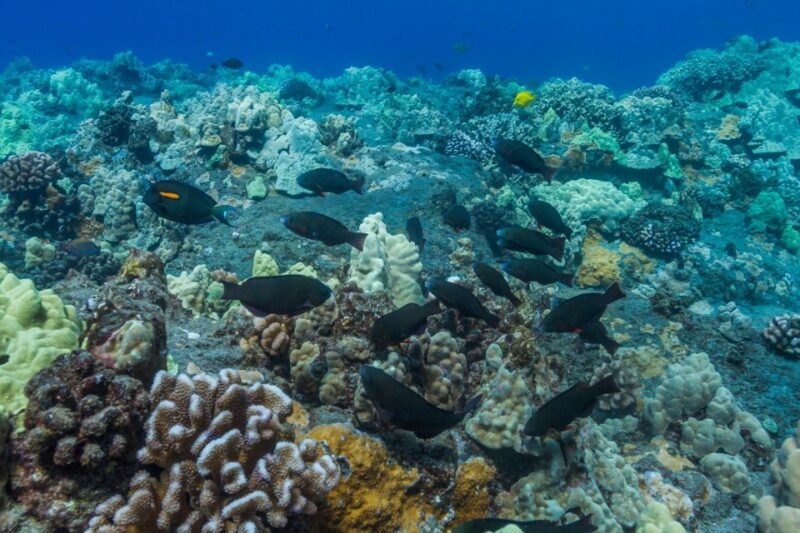 South Maui: Lanai Snorkel & Dolphin Watch from Maalaea - Final Thoughts