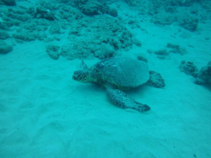 South Maui: Maalaea Guided Luxury Snorkel Cruise - Key Points
