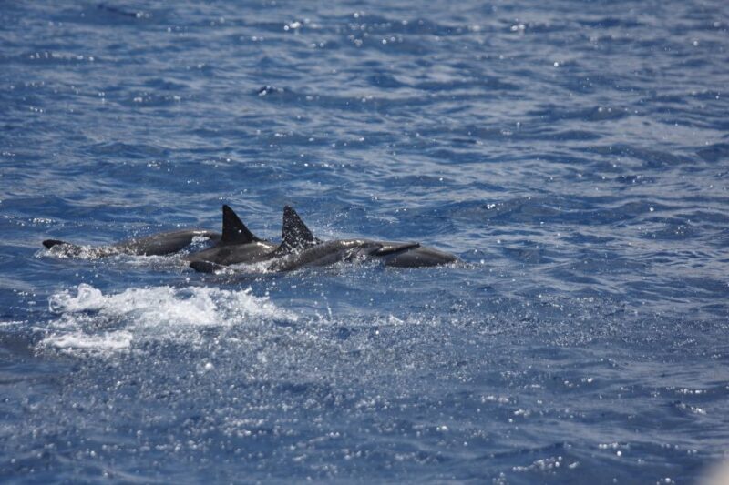 South Maui: Maalaea Guided Luxury Snorkel Cruise - An Authentic Coral and Reef Experience in South Maui