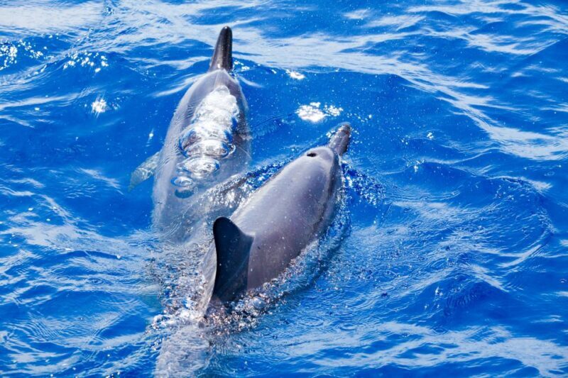 South Maui: Molokini & Turtle Adventure from Maalaea Harbor - The Big Picture: How It All Comes Together