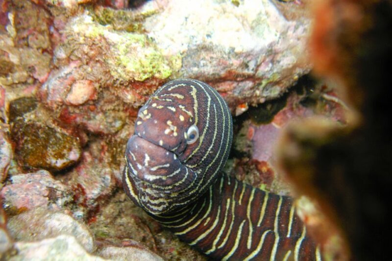 South Maui: Molokini & Turtle Adventure from Maalaea Harbor - Food and Refreshments: Satisfying the Appetite