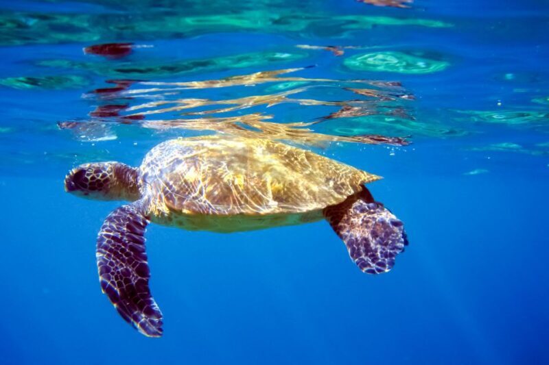 South Maui: Molokini & Turtle Adventure from Maalaea Harbor - Safety and Suitability: Who Should and Should Not Go