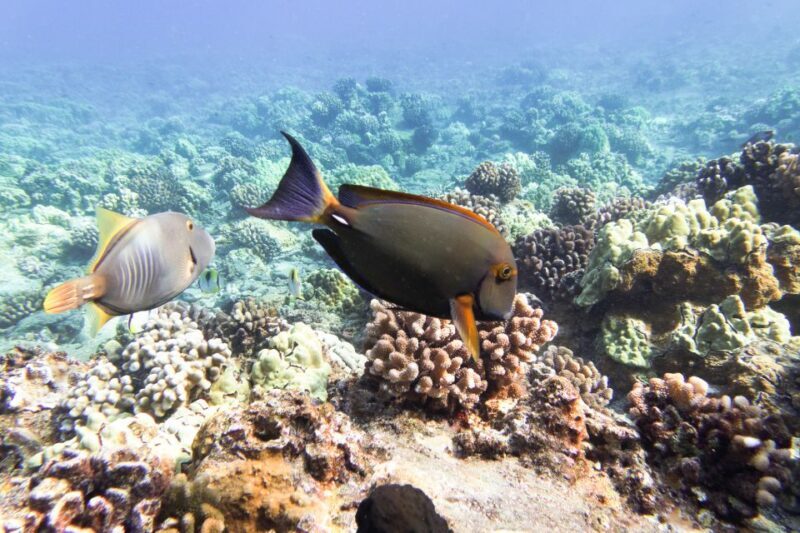 South Maui: Molokini Wild Eco Adventure from Maalaea Harbor - A Second Snorkel Site: Variety Adds Value