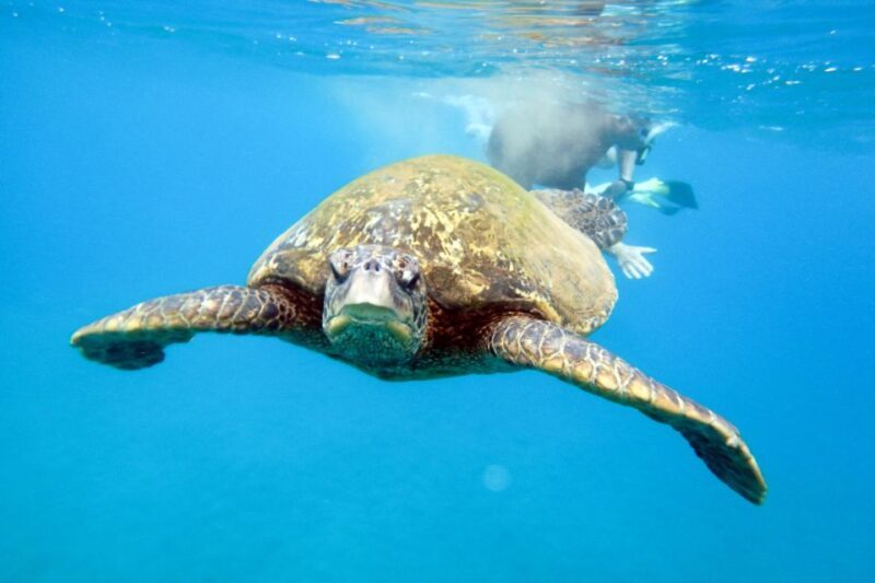South Maui: Molokini Wild Eco Adventure from Maalaea Harbor - Lunch and Relaxation: Good Food on a Good Boat